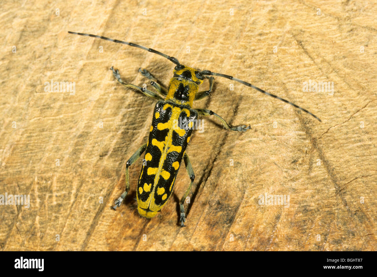 Ladder-marked Longhorn Beetle (Saperda scalaris), female on beech wood ...