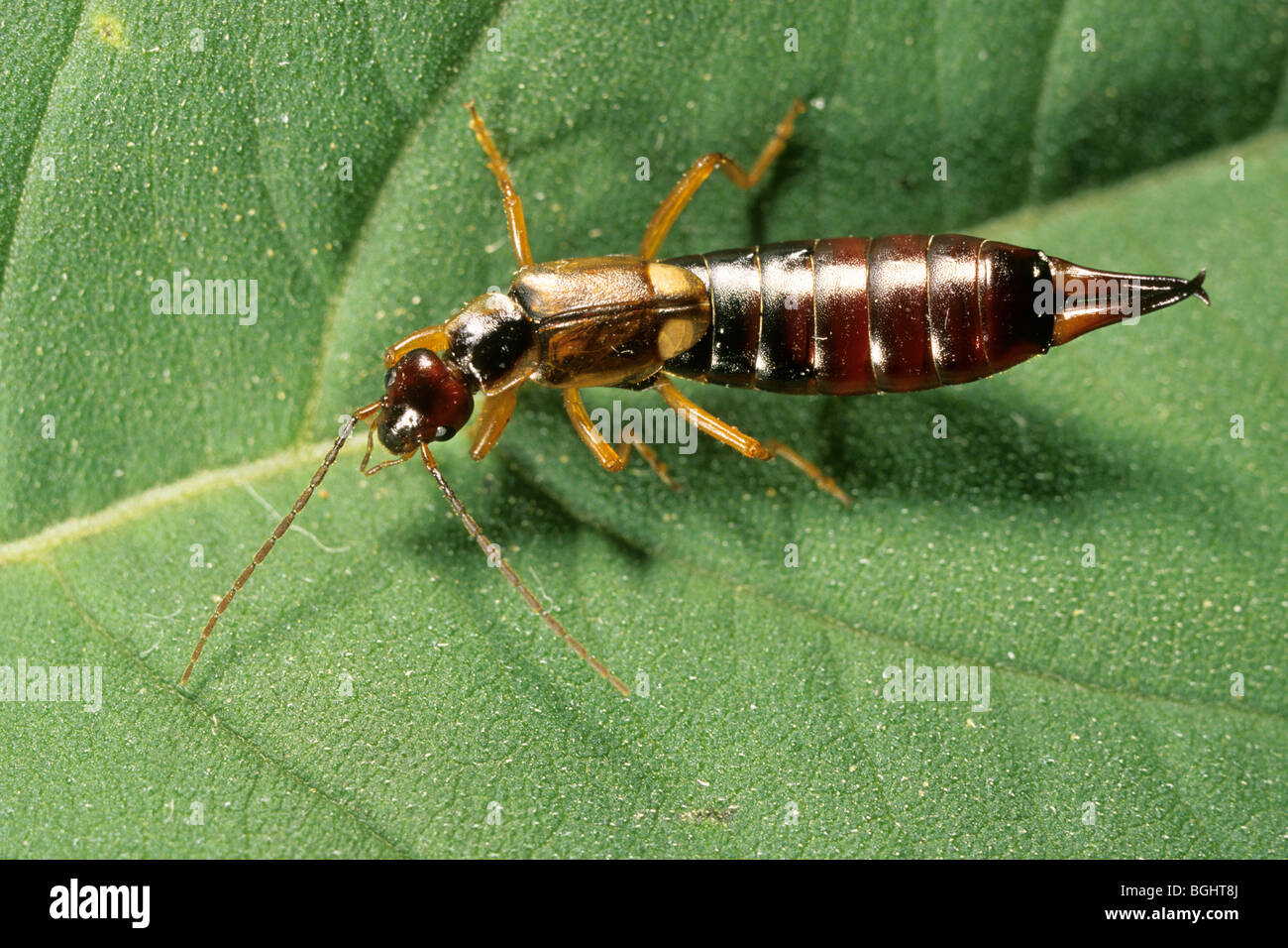 Common Earwig (Forficula auricularia), female on a green leaf Stock ...