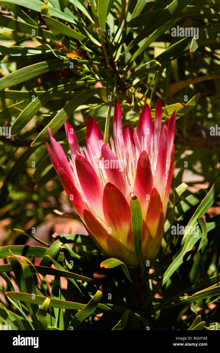 Fynbos protea hi-res stock photography and images - Alamy