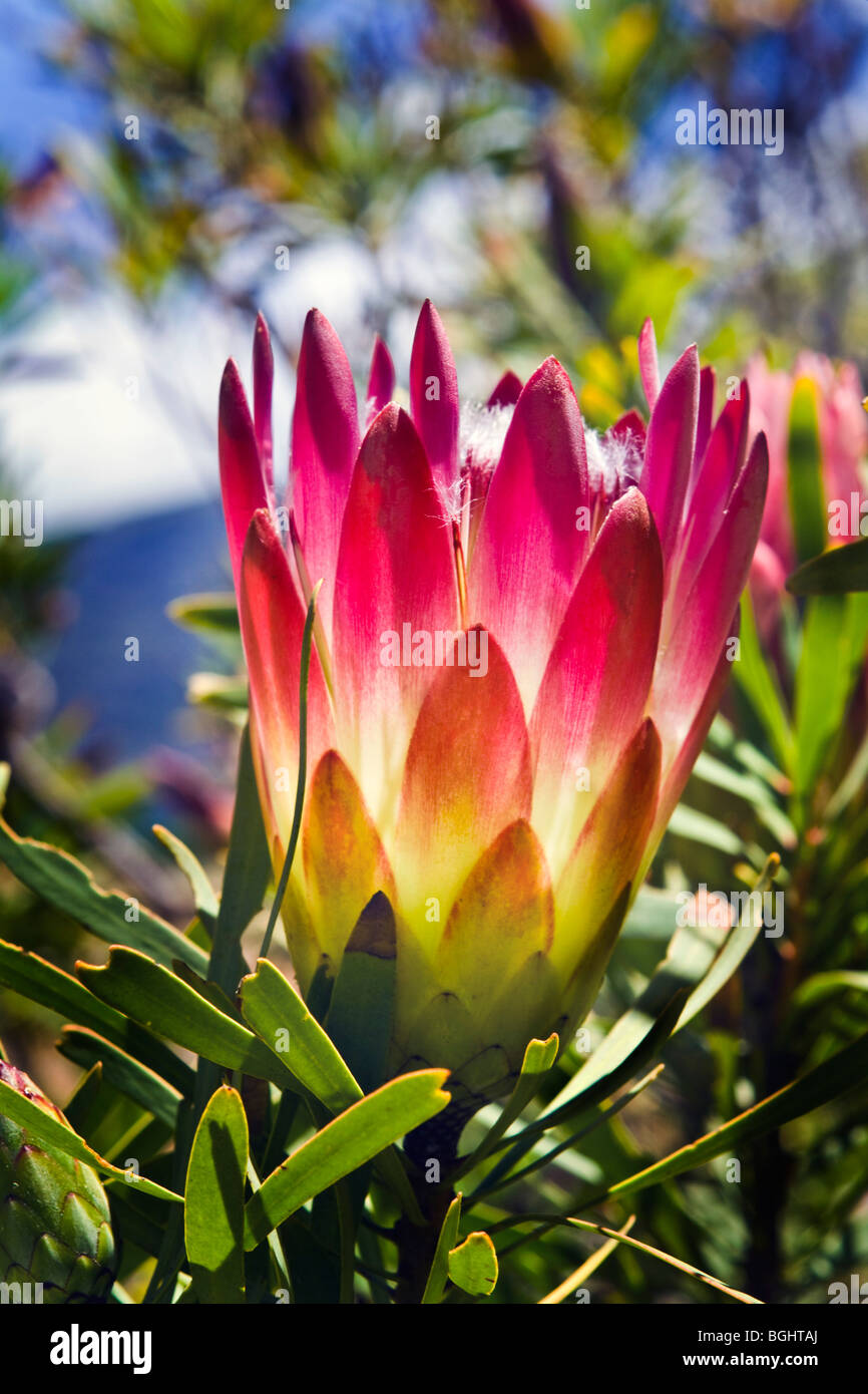 Red protea hi-res stock photography and images - Alamy
