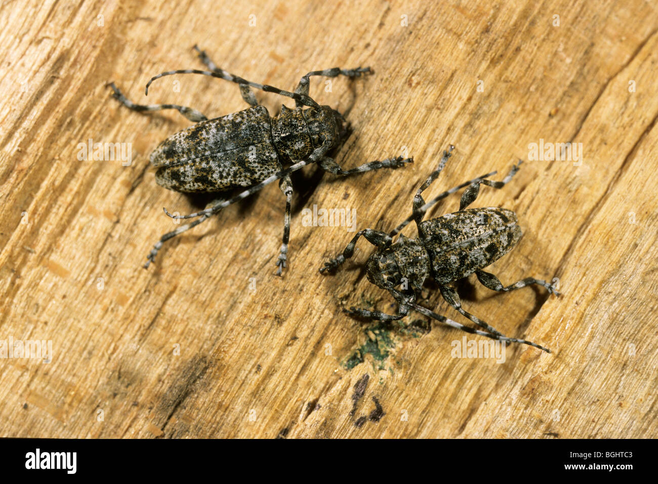 Longhorn Beetle (Aegomorphus clavipes, Acanthoderes clavipes), male and ...