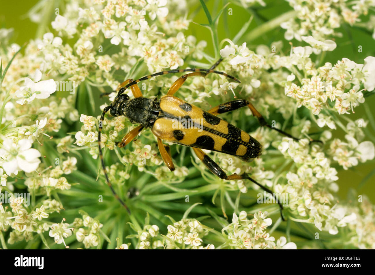 Yellow-black Longhorn Beetle (Rutpela maculata, Strangalia maculata ...