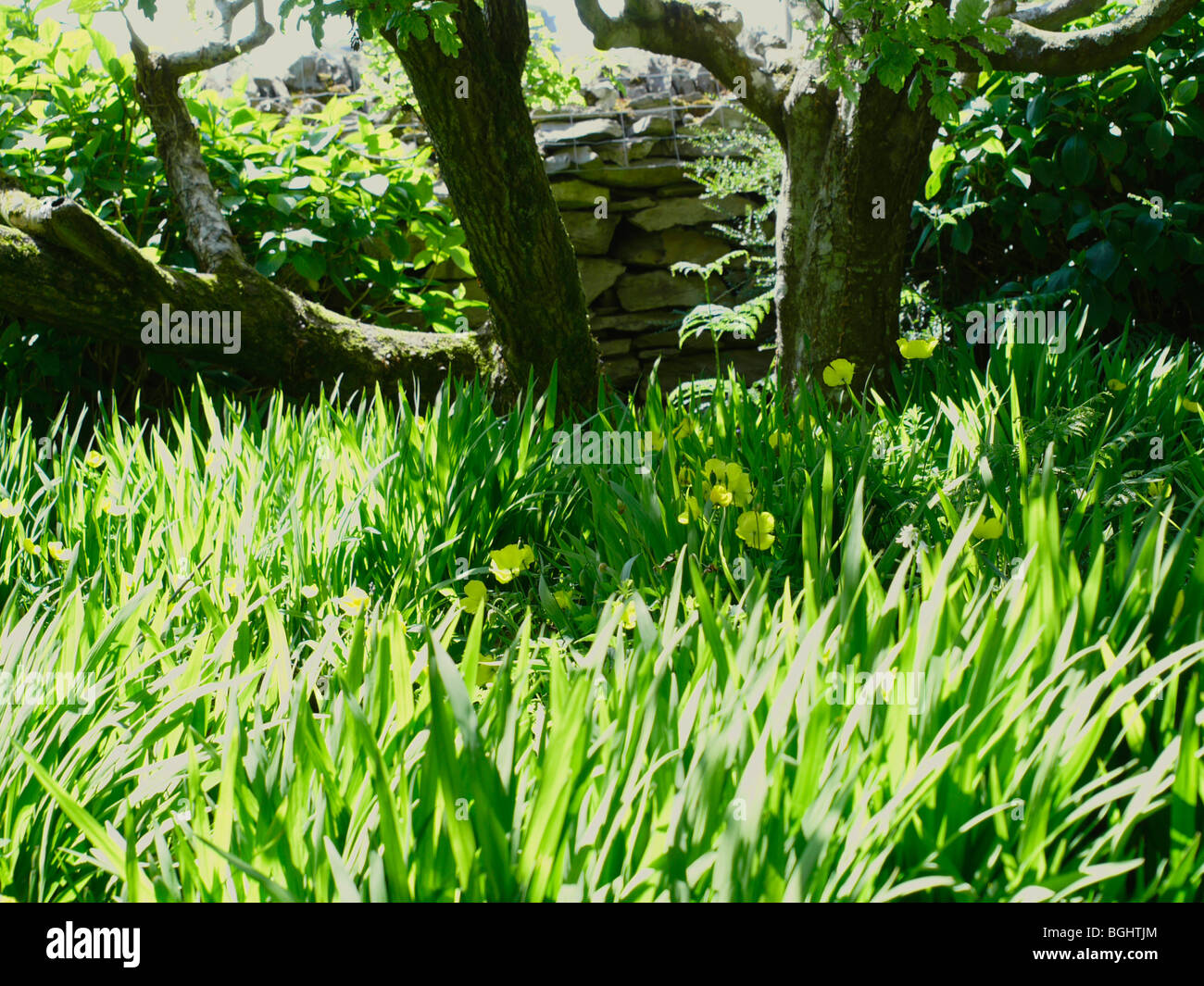 a sunlit garden with grass and flowers Stock Photo - Alamy