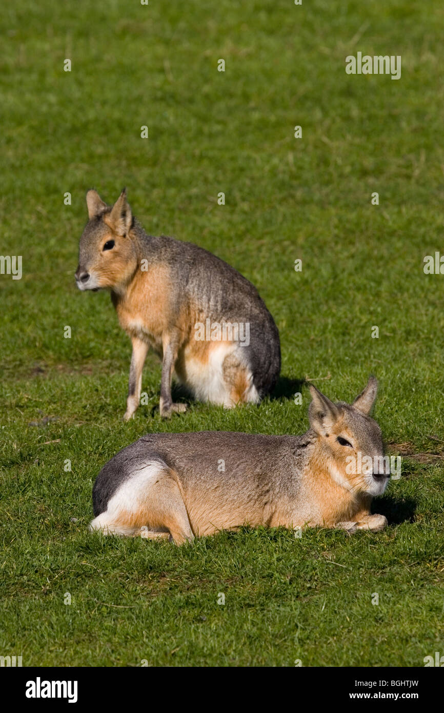 Capybara pair hi-res stock photography and images - Alamy