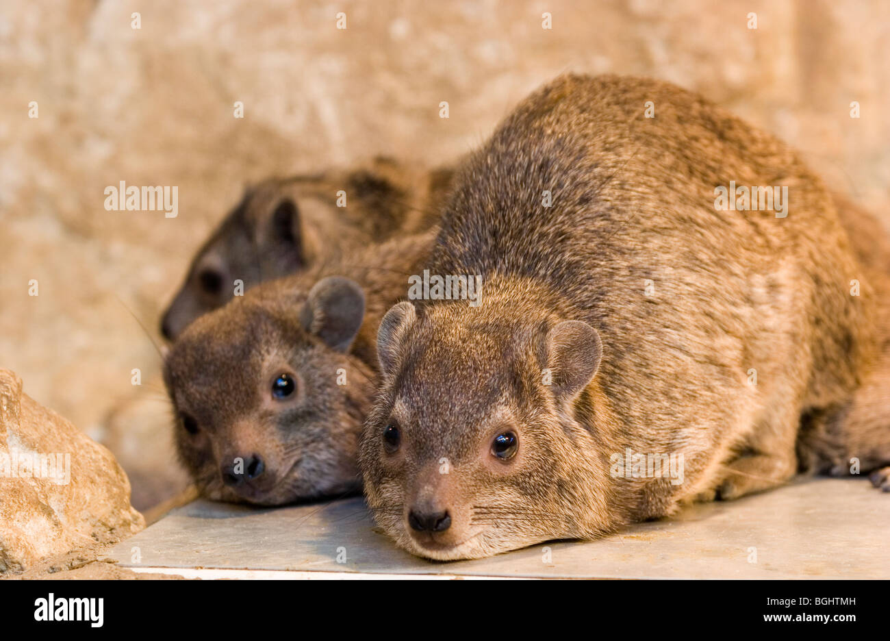 3 mongoose hi-res stock photography and images - Alamy