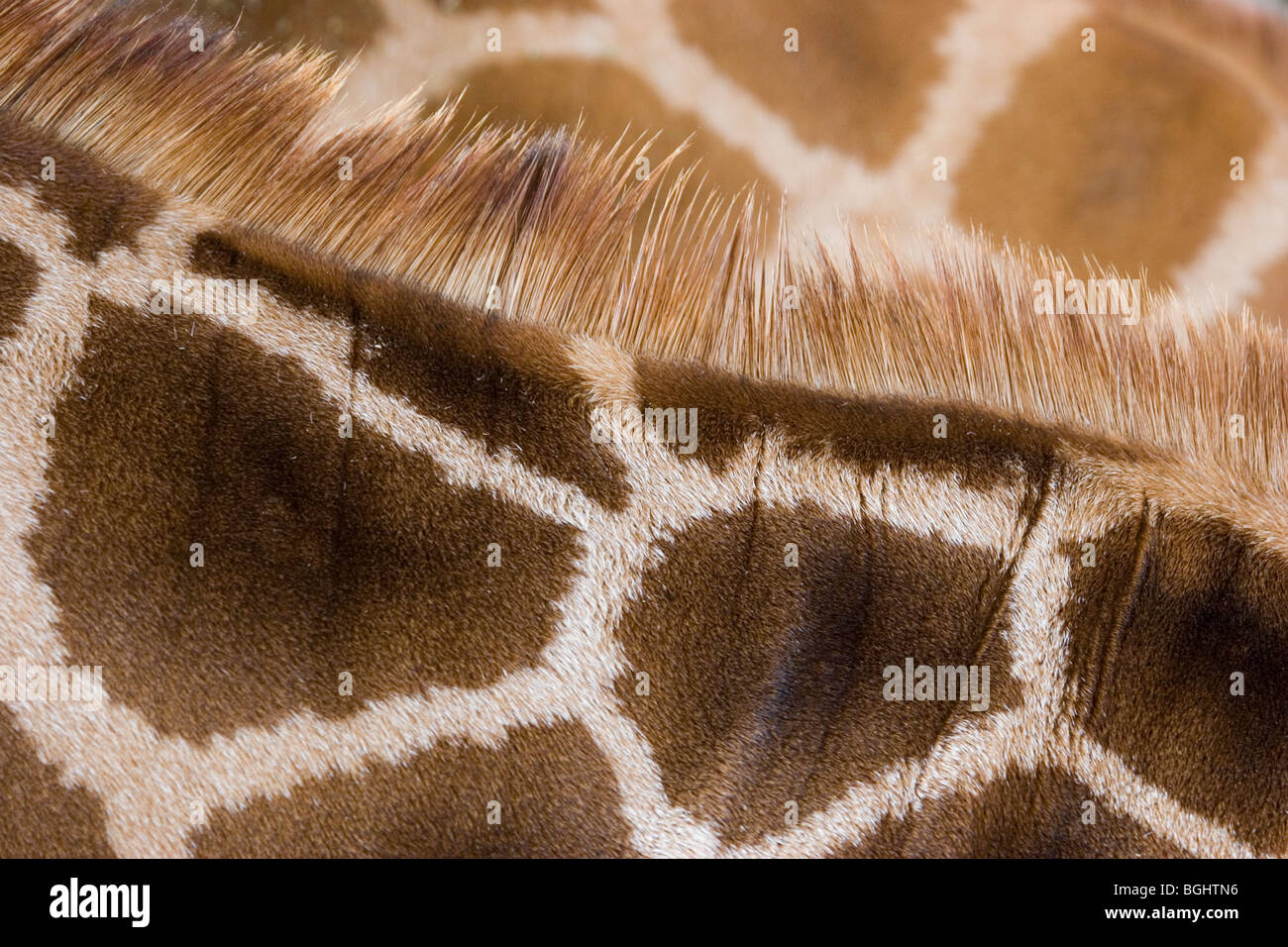 Animal skin markings hi-res stock photography and images - Alamy