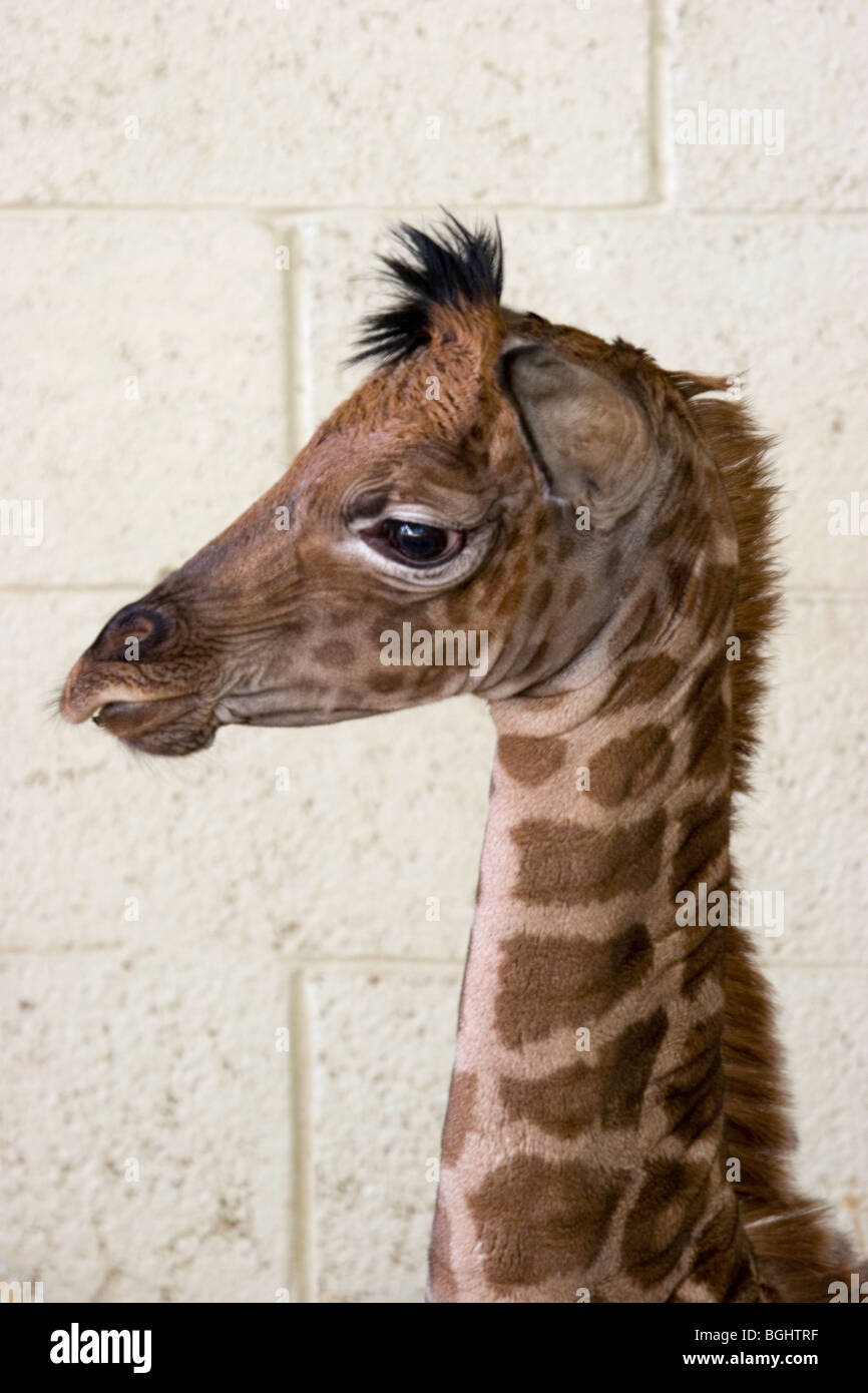 Giraffe eyelashes hi-res stock photography and images - Alamy