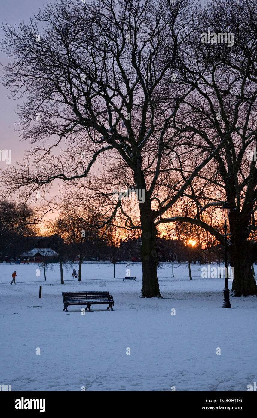 Common lilac uk hi-res stock photography and images - Alamy