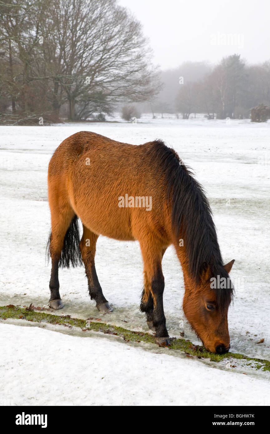 New forest national park ponies winter hi-res stock photography and ...