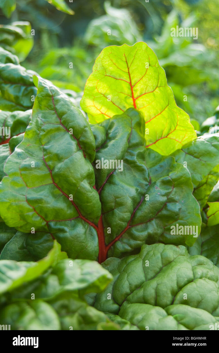 Close up of chard (Beta vulgaris var. cicla) leaves growing on an ...