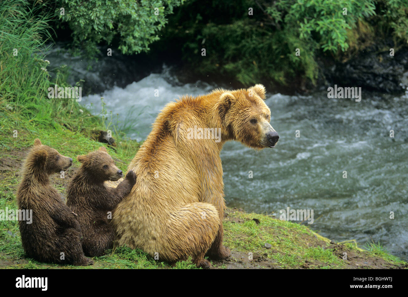Cute Brown Bear Cubs Stock Photos & Cute Brown Bear Cubs Stock Images ...