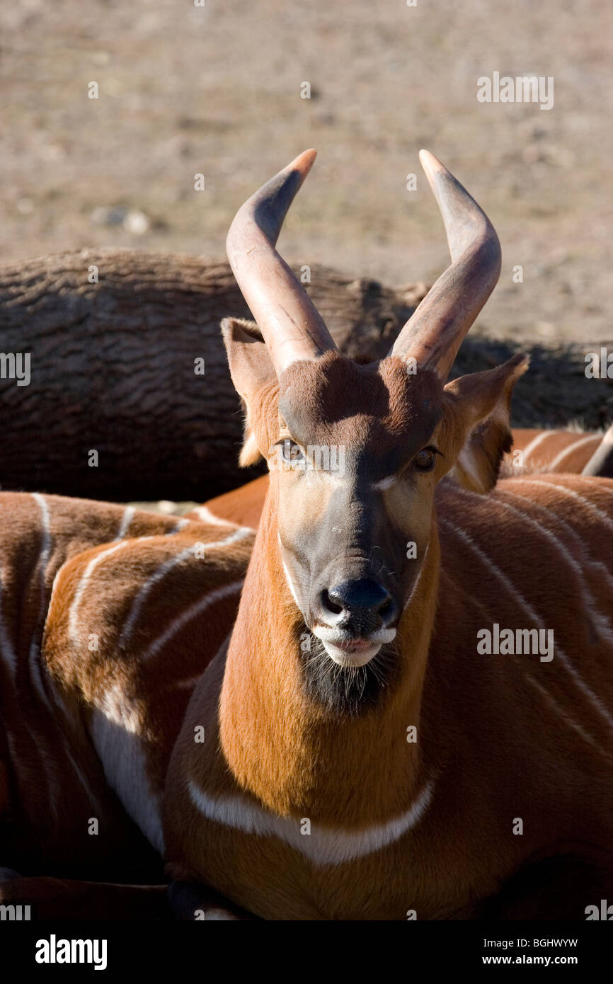 Bongo, African Forest Antelope Stock Photo - Alamy