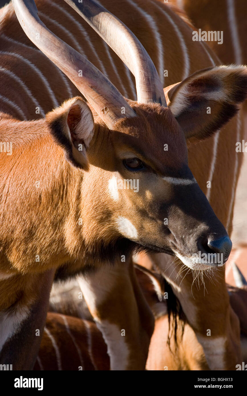 Bongo, African Forest Antelope Stock Photo - Alamy