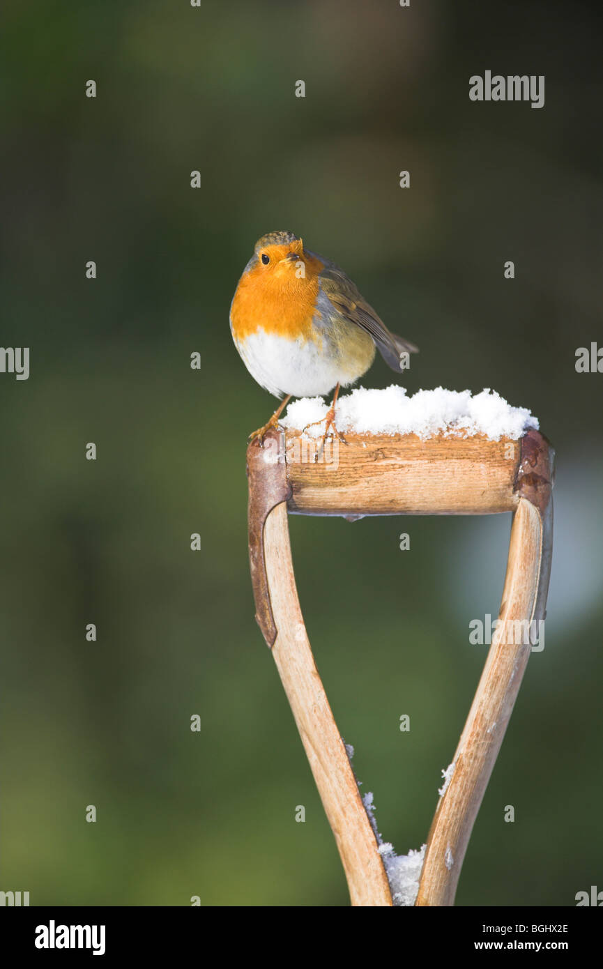 Robin bird spade hi-res stock photography and images - Alamy