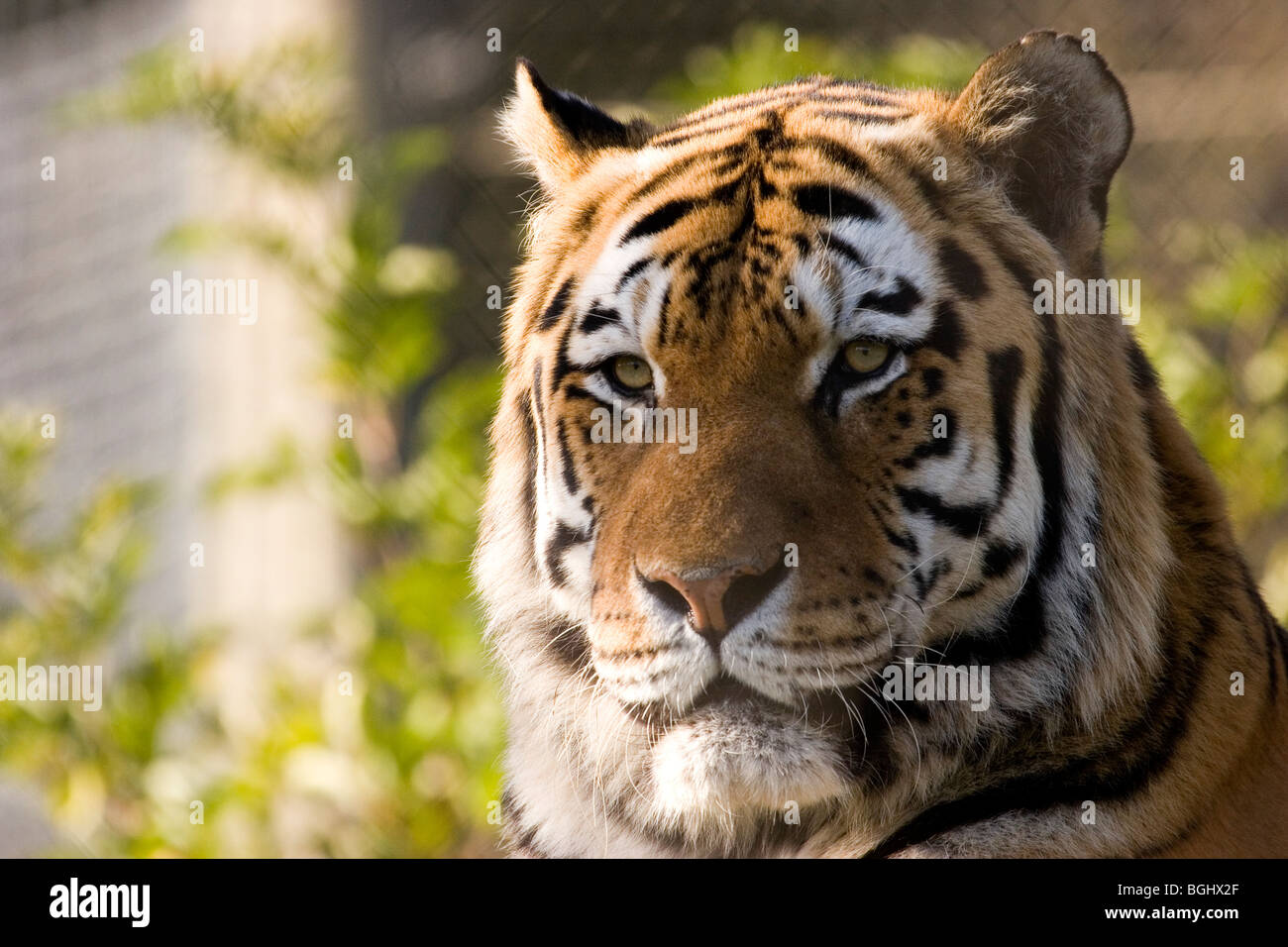 Thoughtful tiger hi-res stock photography and images - Alamy