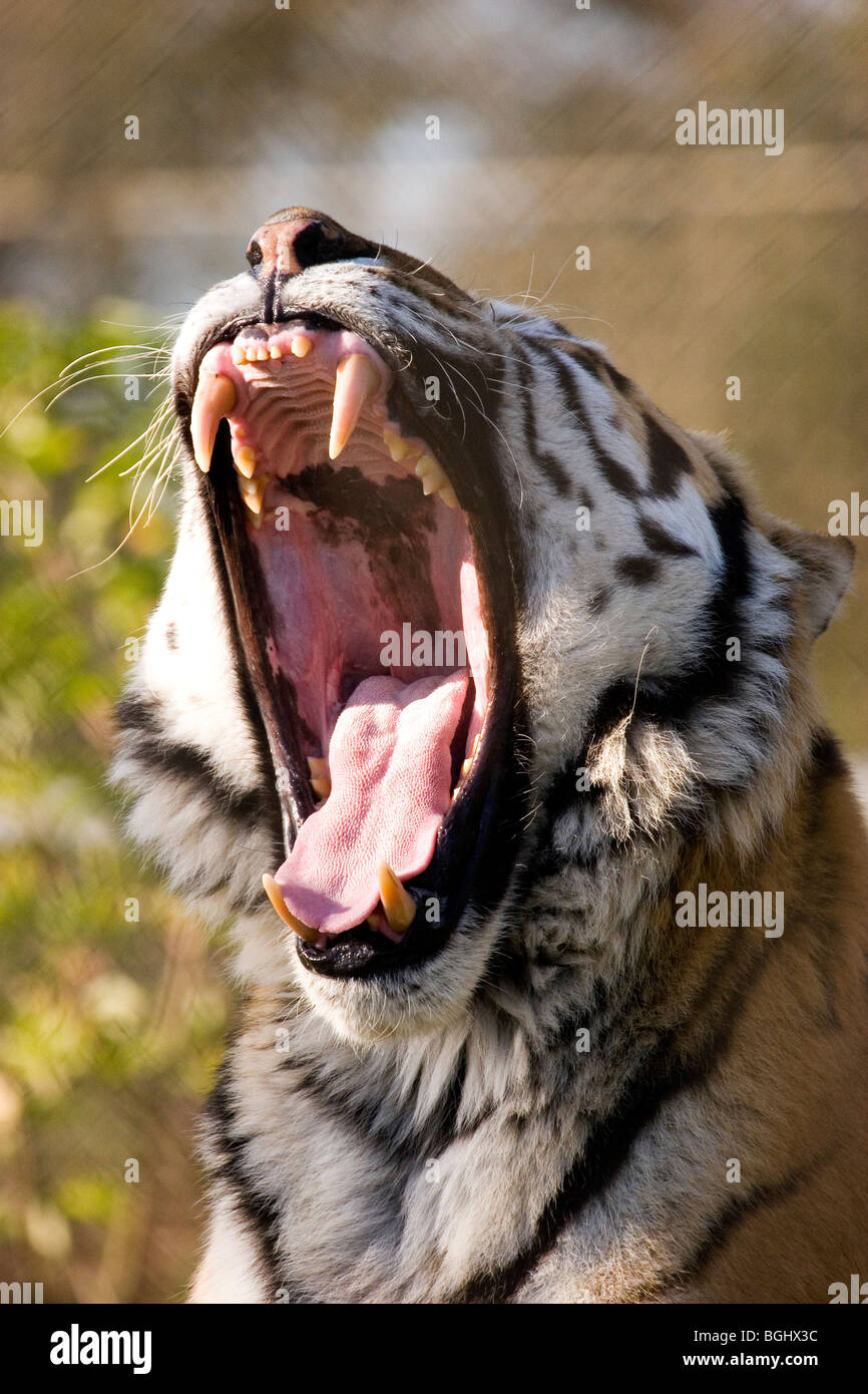 Siberian Tiger Yawning Stock Photo - Alamy