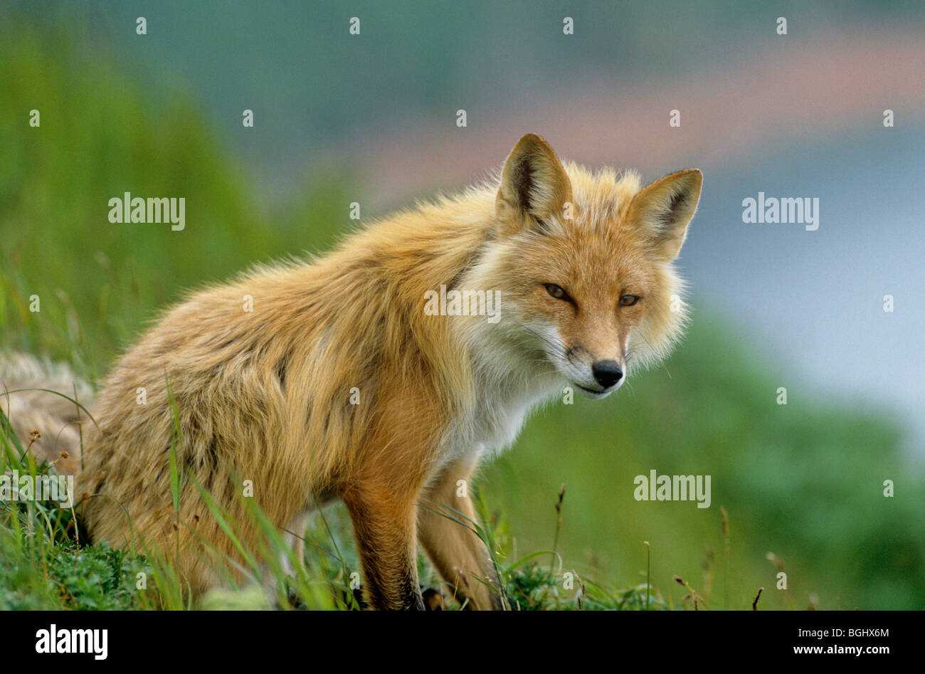 Red fox sitting on hillside at Round Island, Walrus Islands State Game ...