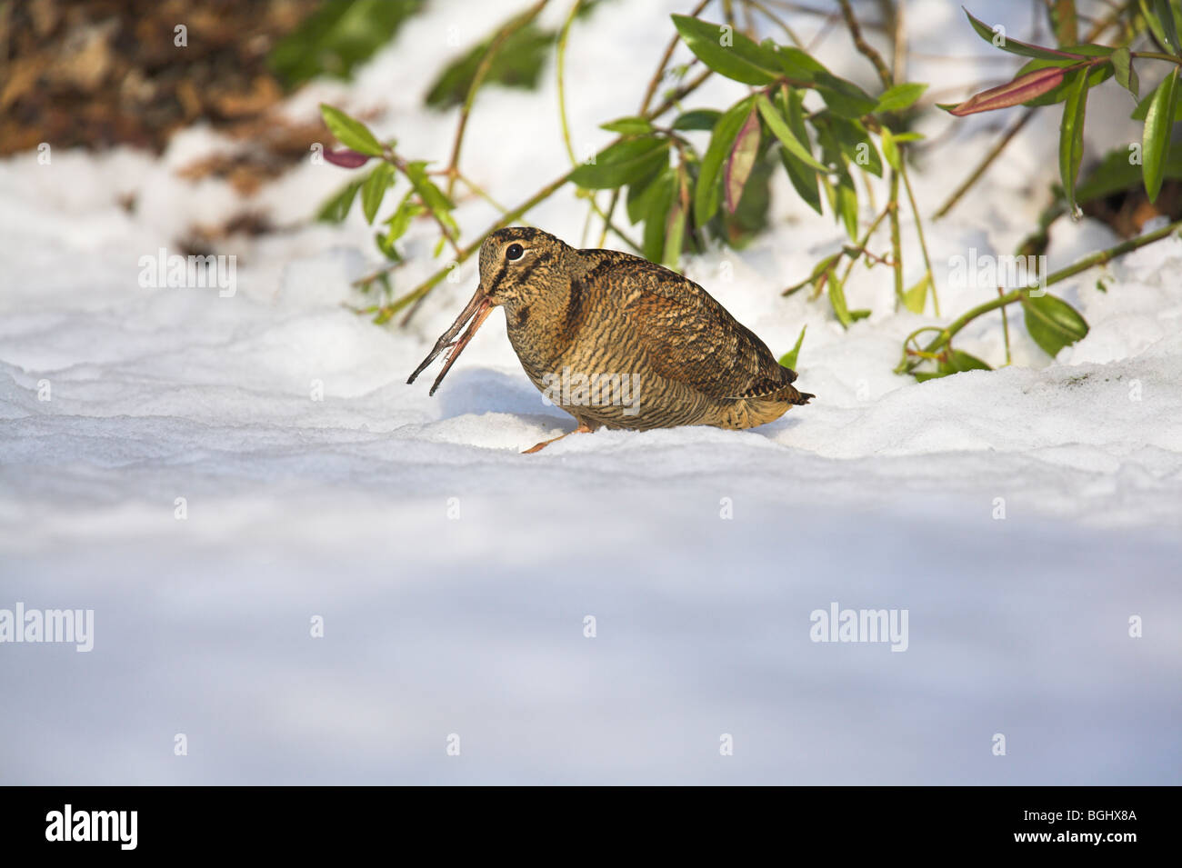 Eurasian Woodcock Scolopax rusticola feeding in snow at Cleeve ...