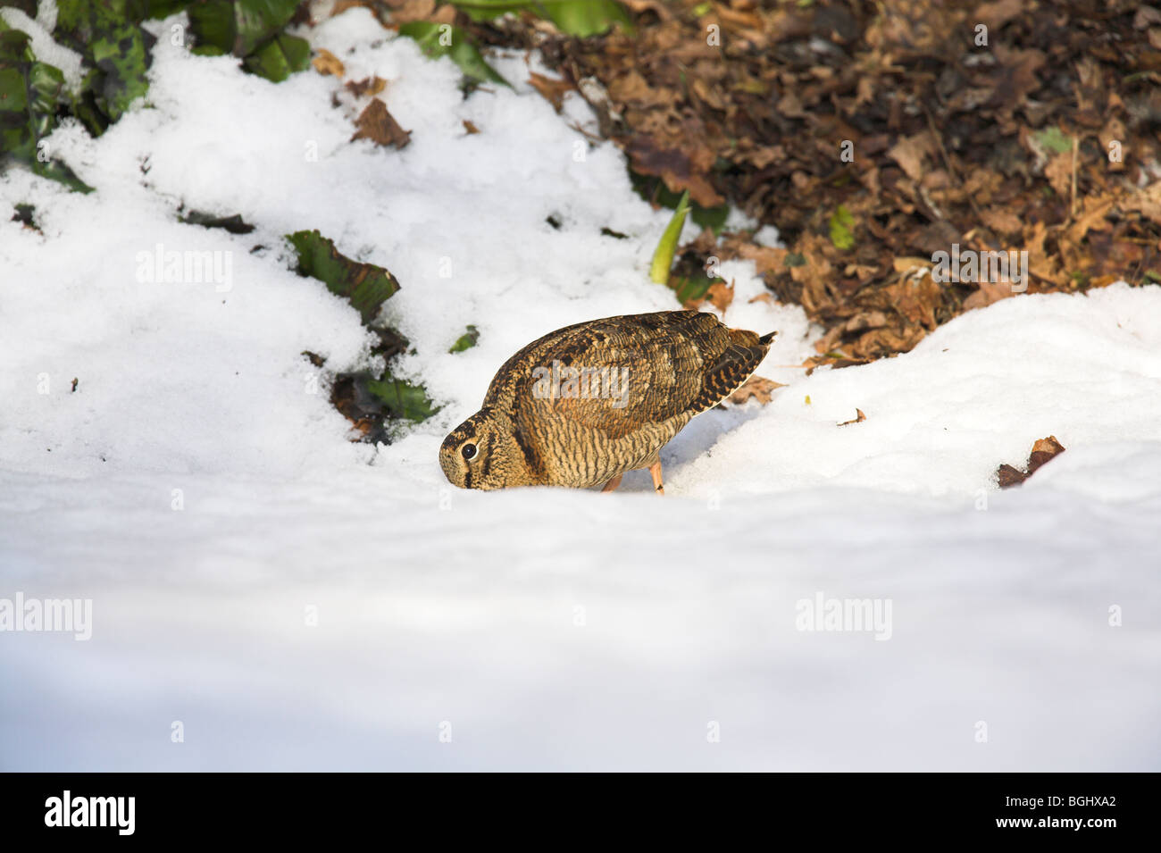 Scolopax rusticola hi-res stock photography and images - Alamy