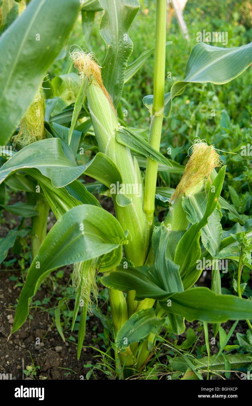 Corn Plant Flower