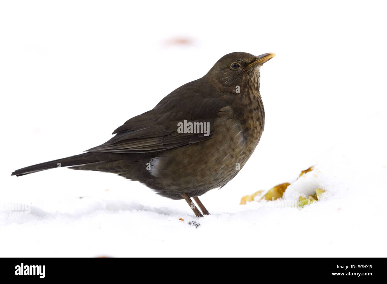 Common apple Cut Out Stock Images & Pictures - Alamy