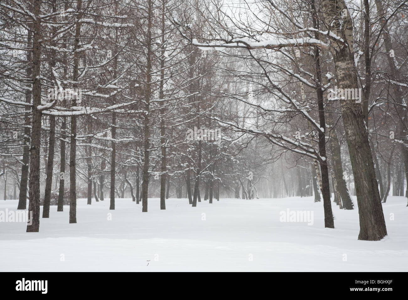Winter park in blizzard. Snow and trees Stock Photo - Alamy