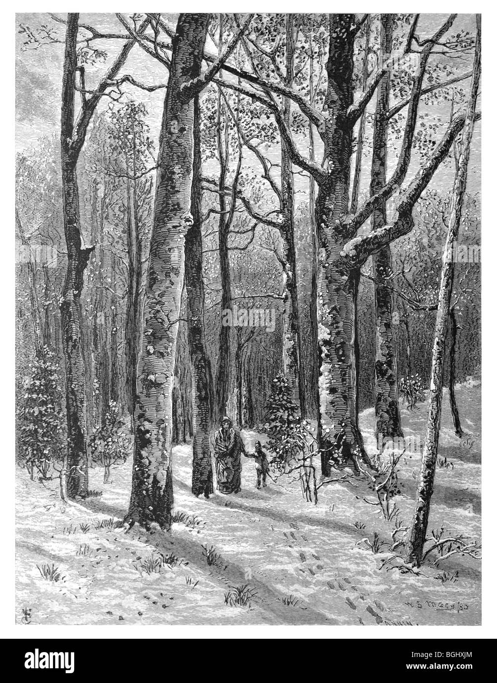 A Forest Scene Stock Photo - Alamy