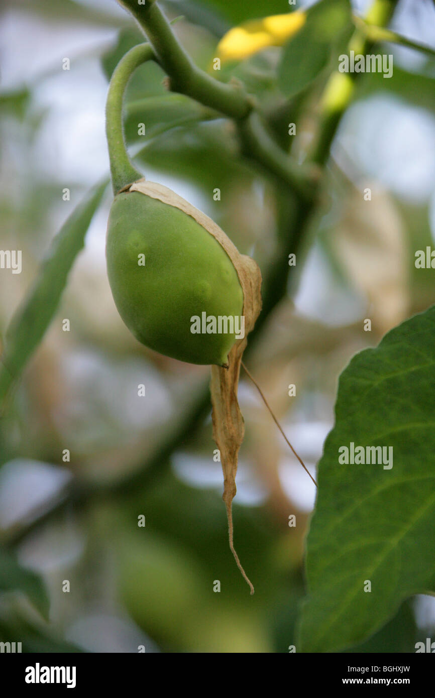 Angel Trumpet, Angel's Trumpet Tree or Datura, Brugmansia arborea ...