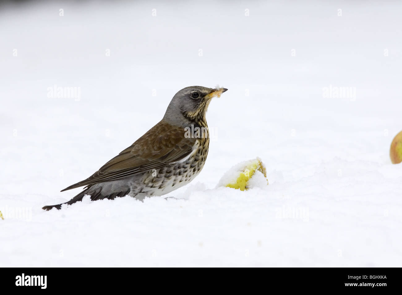 Fieldfare in snow in garden Stock Photo - Alamy