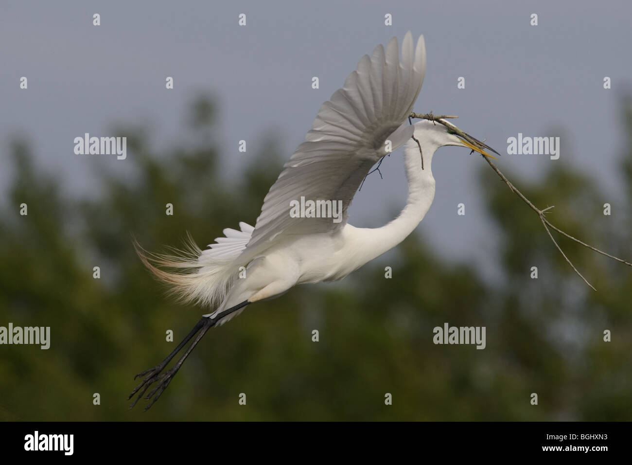 Great white egret in flight Stock Photo - Alamy