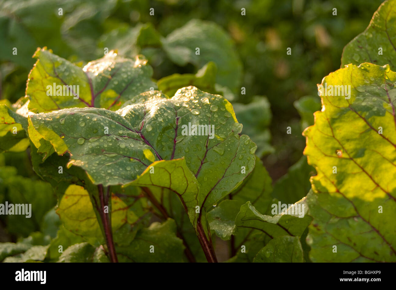 Beetroot soil rain hi-res stock photography and images - Alamy