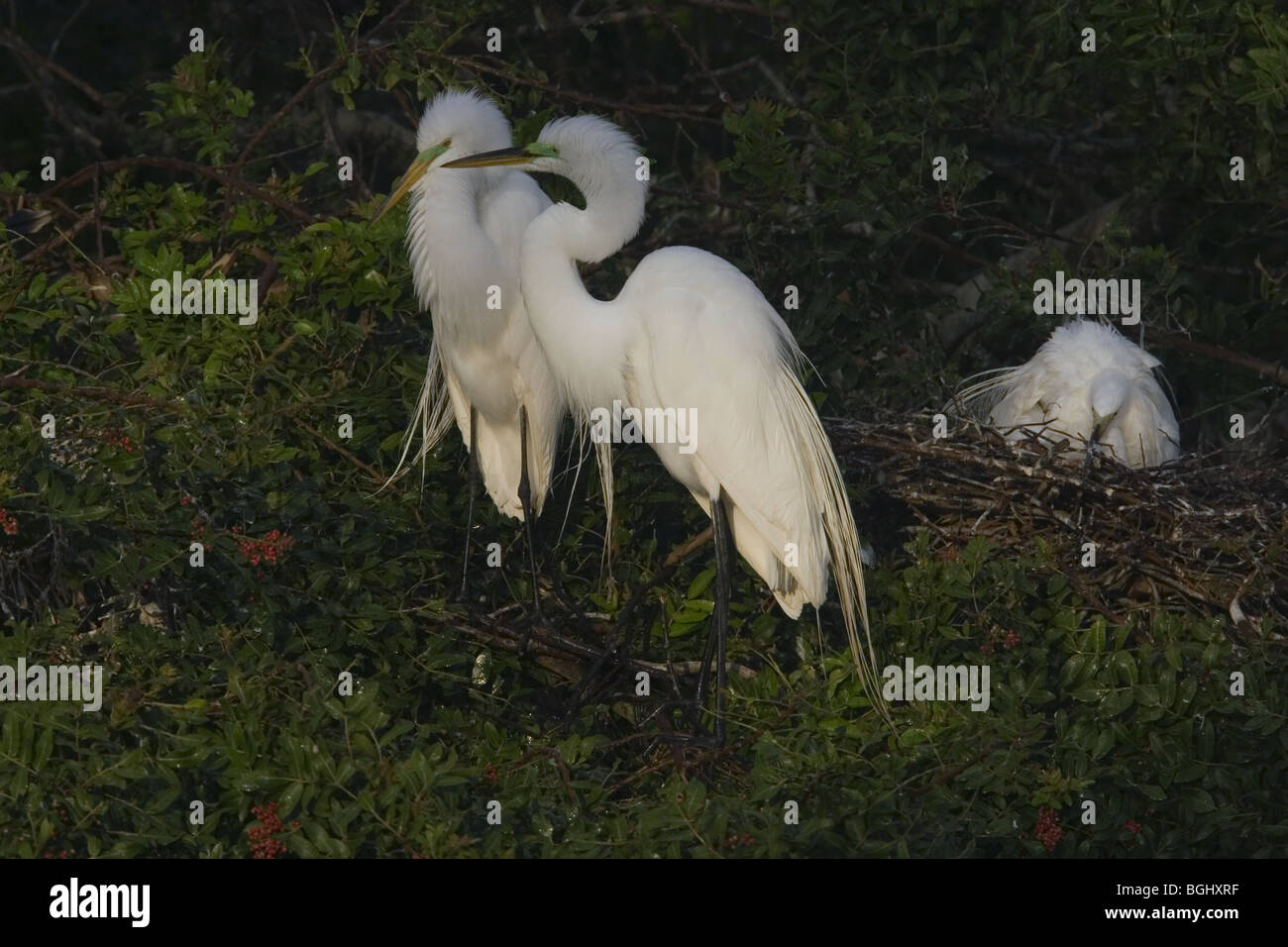 Great white egrets by nest Stock Photo - Alamy
