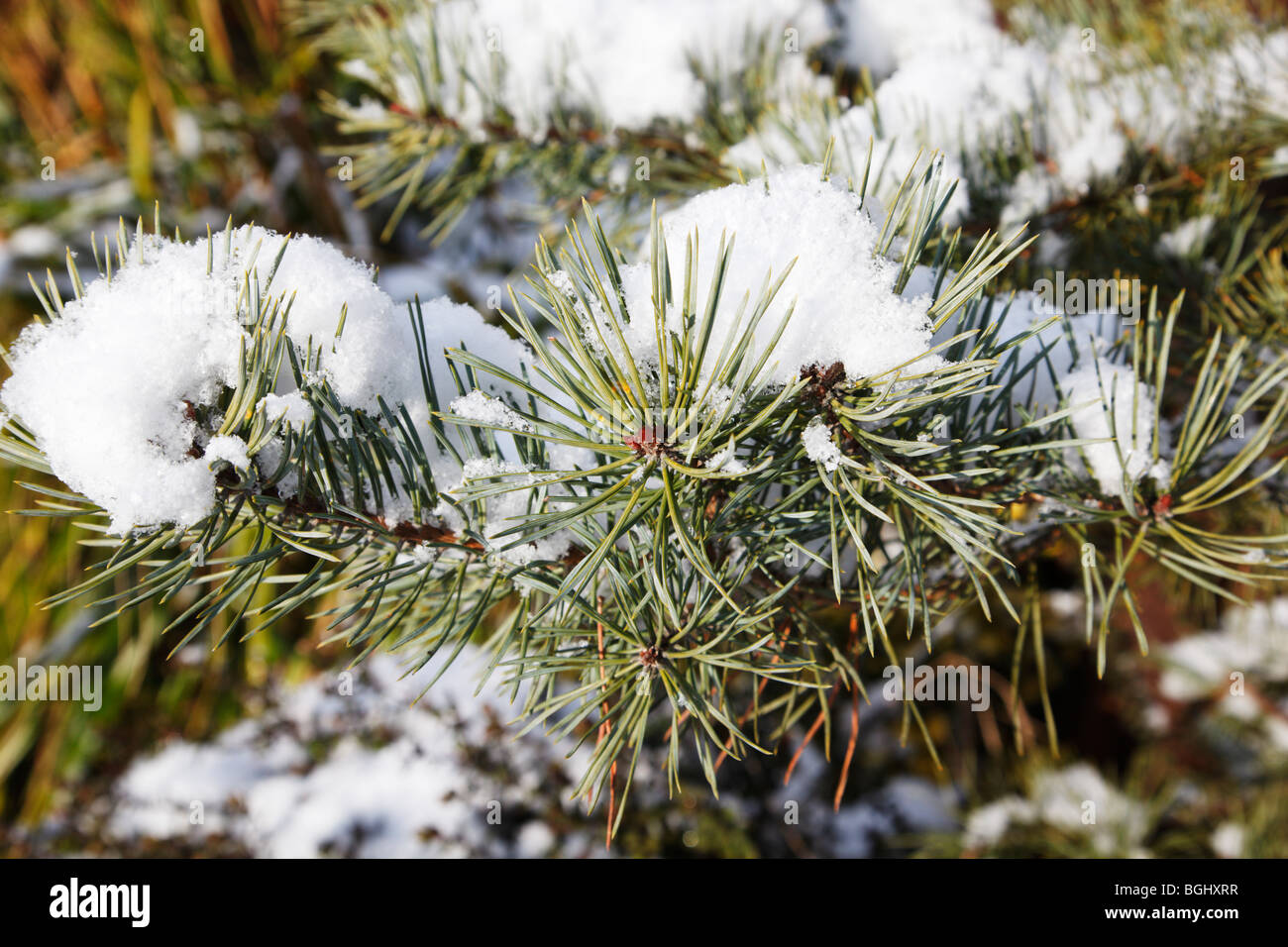 Norwegian Spruce High Resolution Stock Photography and Images - Alamy