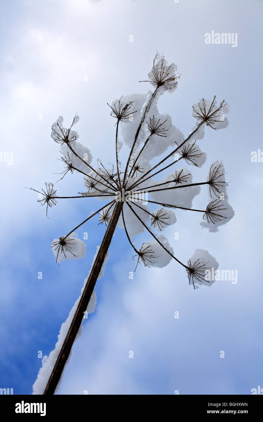 Dead seed heads of the cow parsley plant hi-res stock photography and ...
