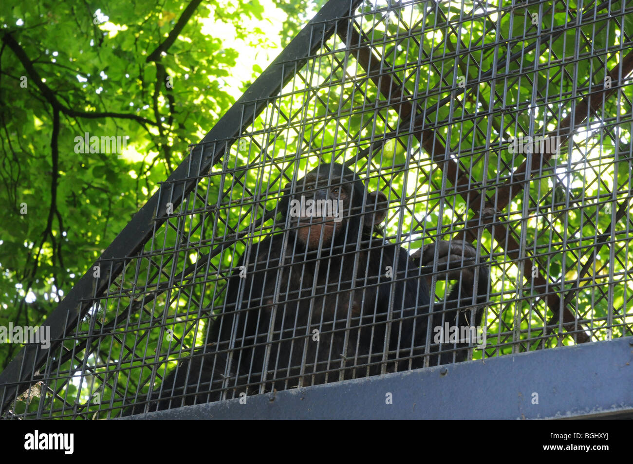 A chimpanzee caged in a zoo Stock Photo - Alamy