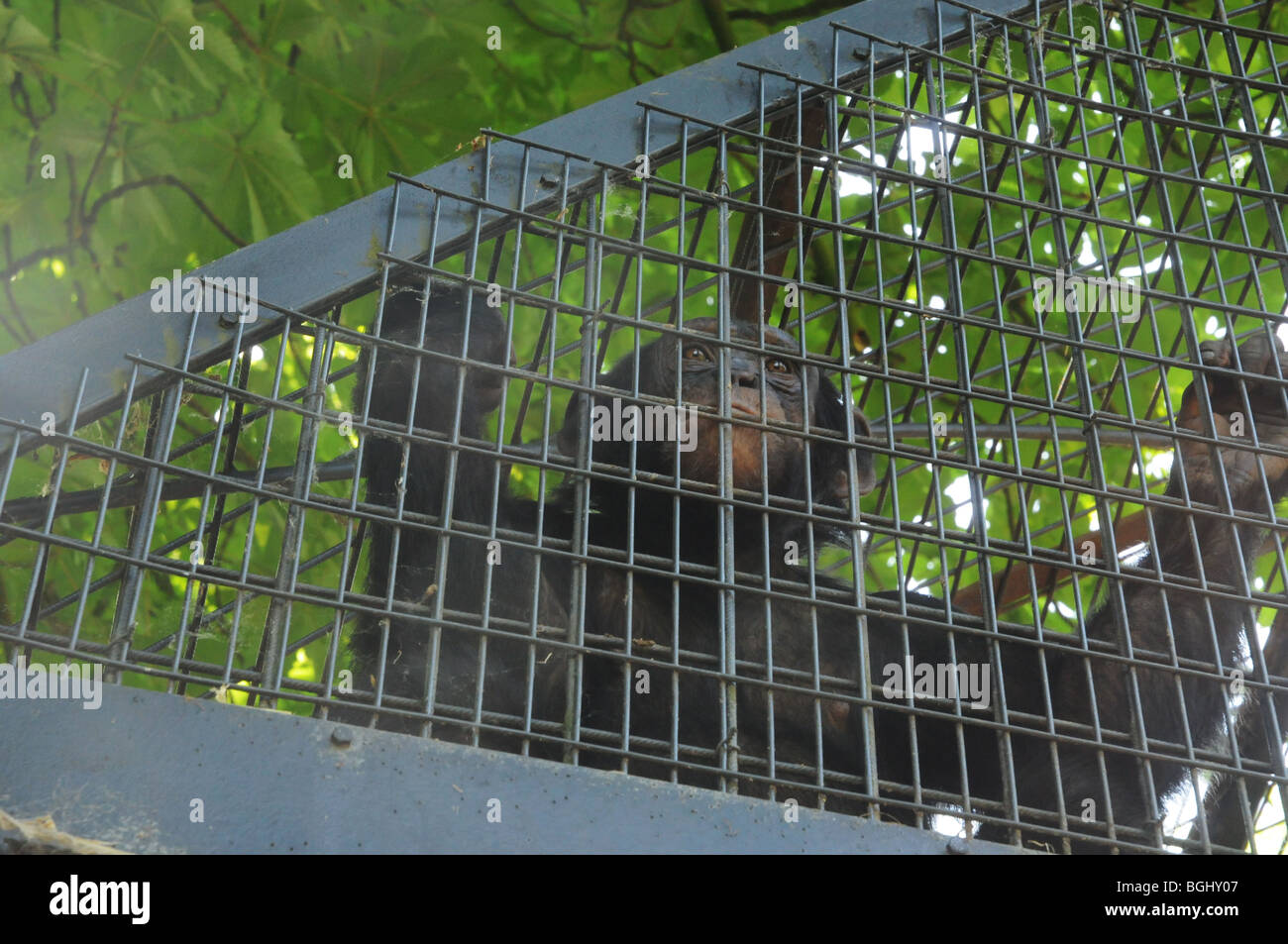Monkey chimpanzee hi-res stock photography and images - Alamy