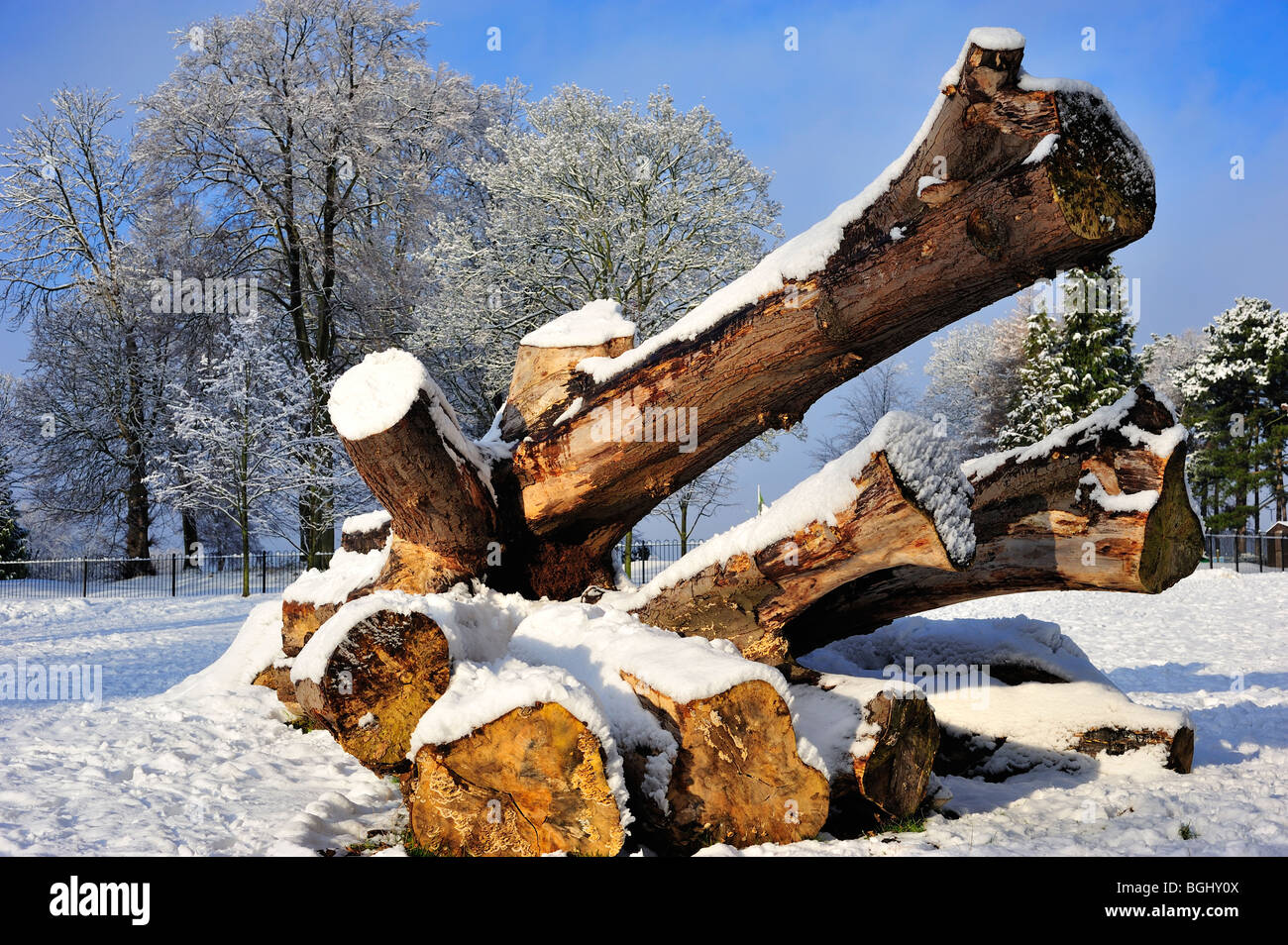 Felled tree with snow hi-res stock photography and images - Alamy