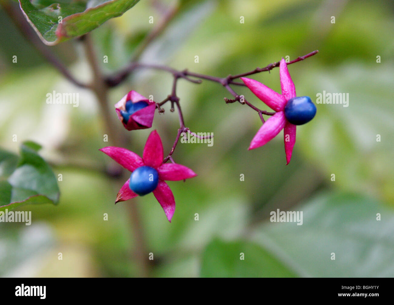 Harlequin Glory Bower, Japanese Clerodendrum, Peanut Butter Shrub ...