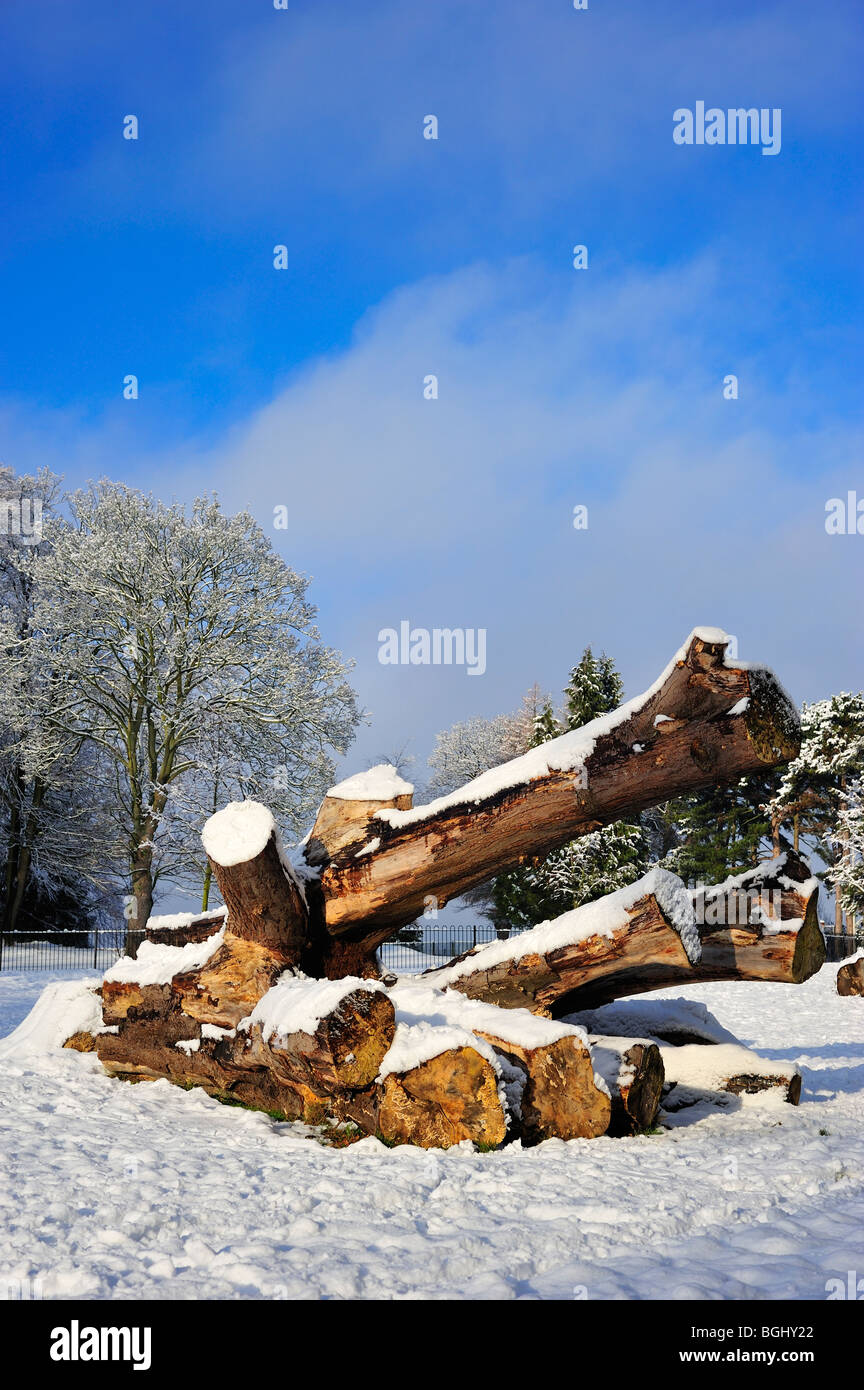 Felled tree hi-res stock photography and images - Alamy