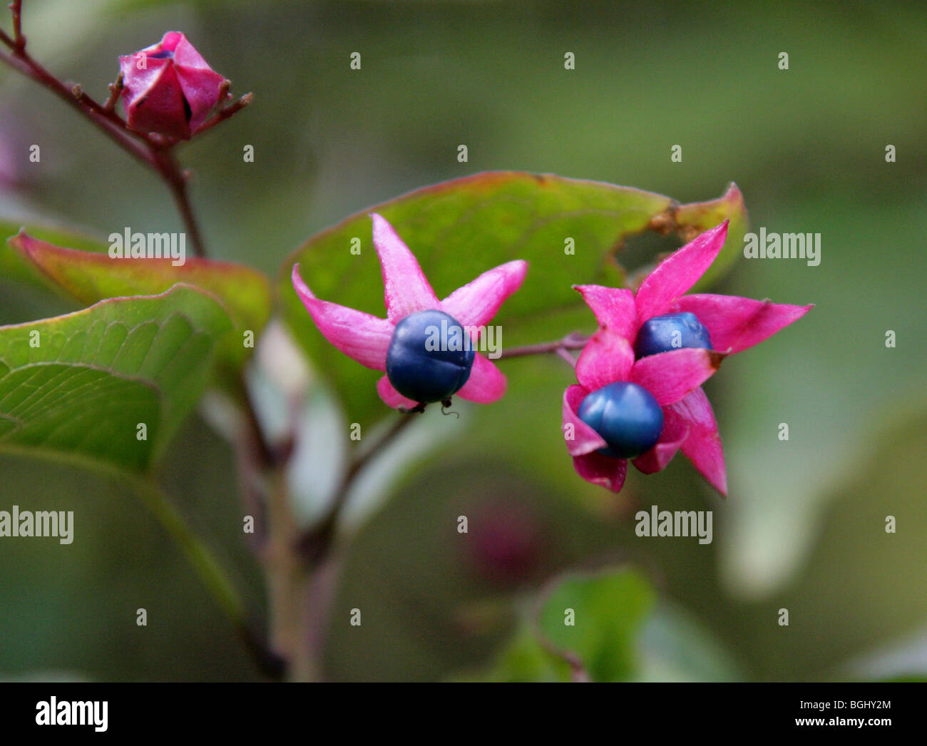 Harlequin Glory Bower, Japanese Clerodendrum, Peanut Butter Shrub ...