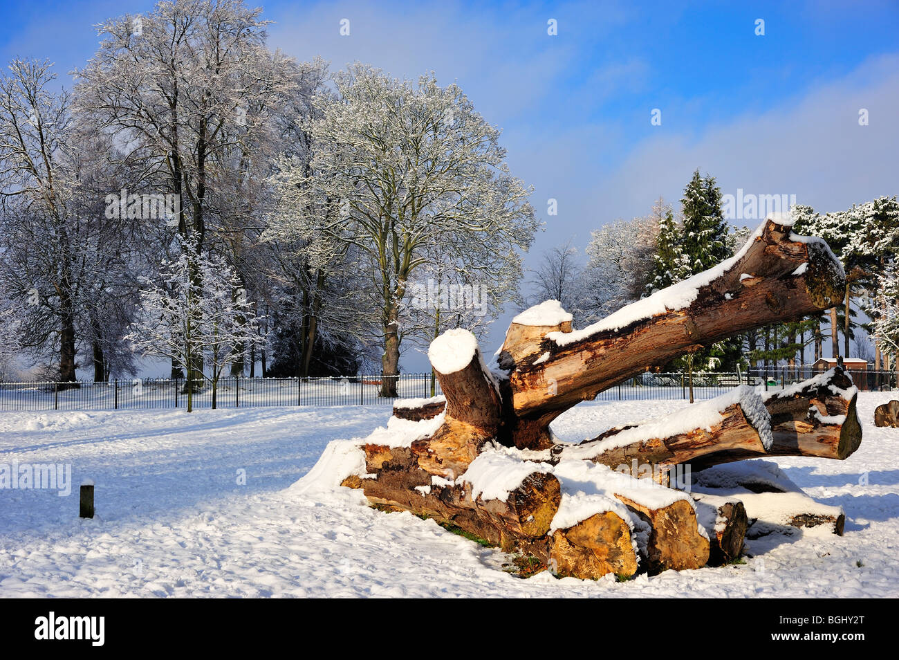 Massive fallen tree hi-res stock photography and images - Alamy