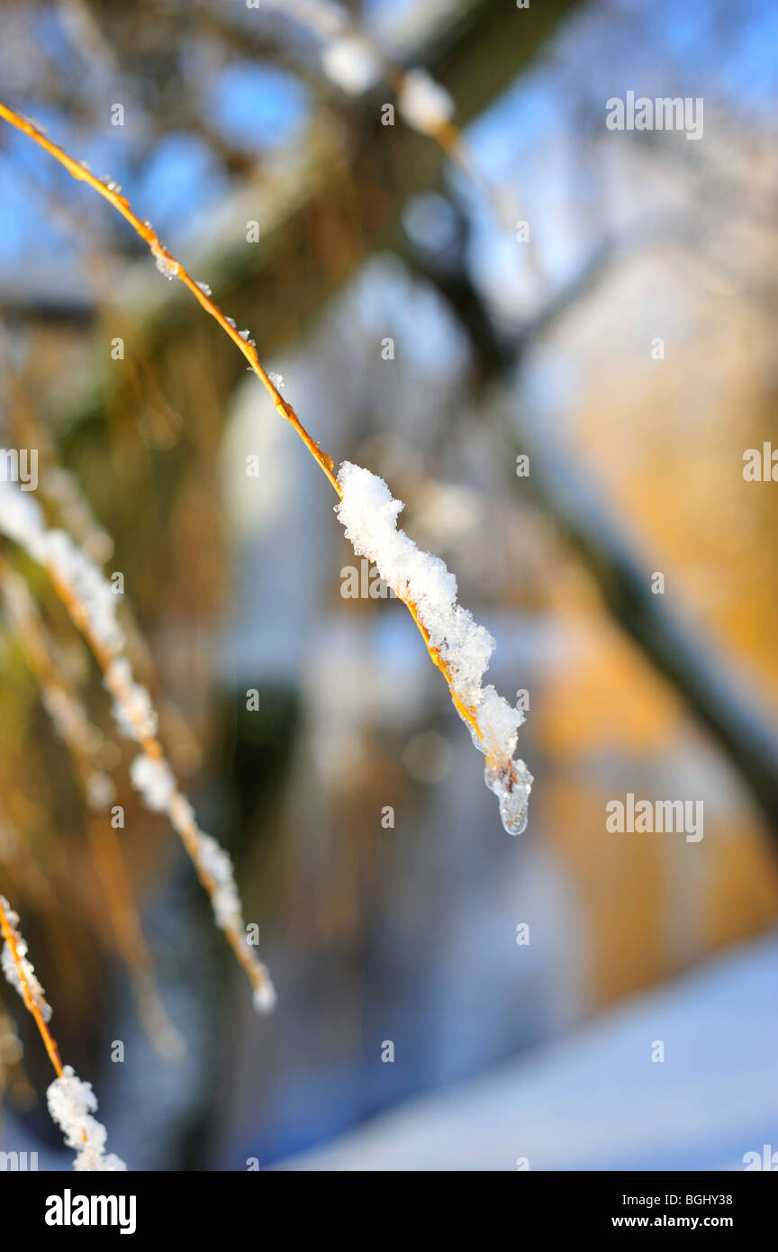 Blurred willow hi-res stock photography and images - Alamy