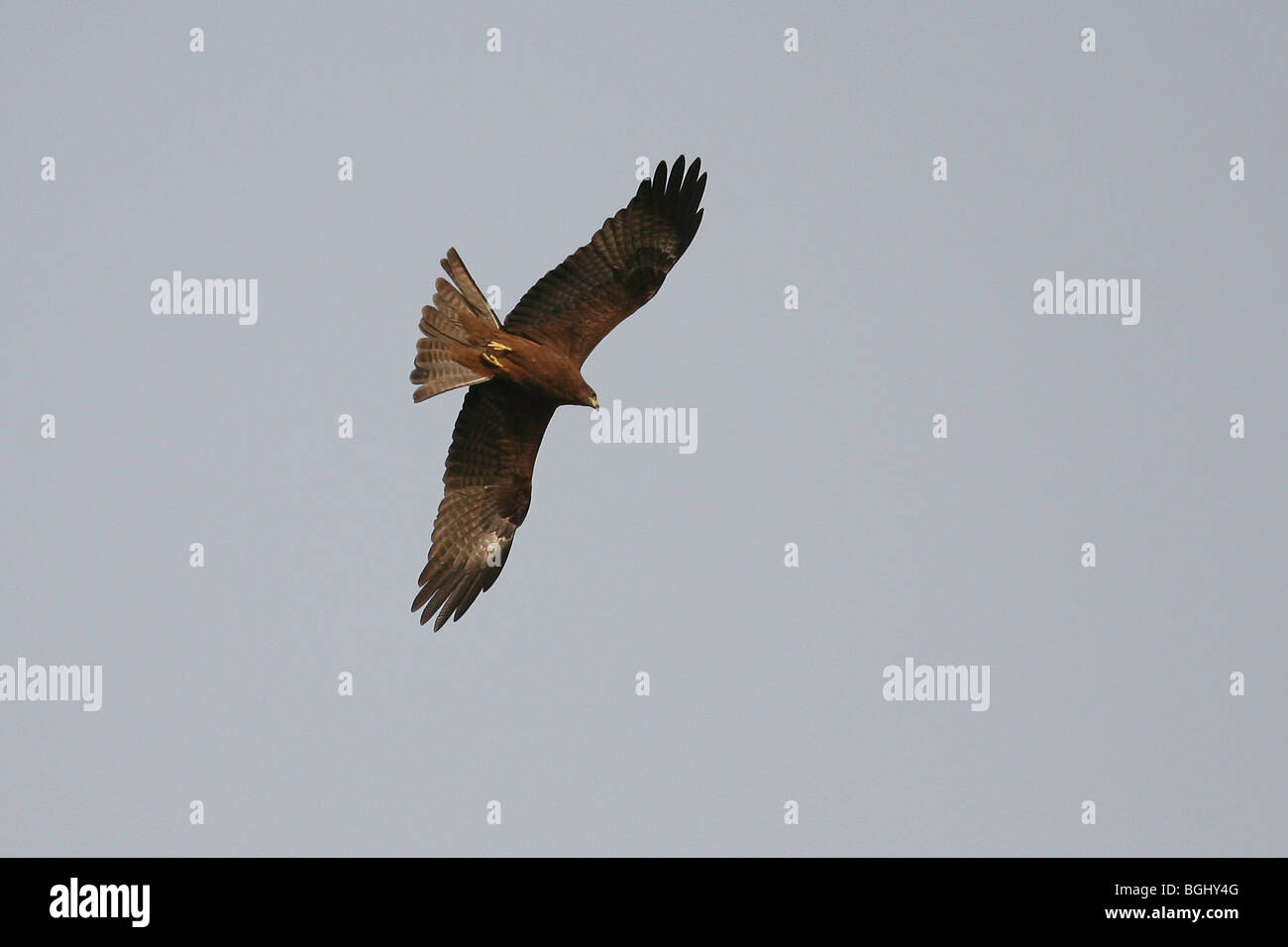 Black or Pariah kite (Milvus migrans) in Indian skies Stock Photo - Alamy