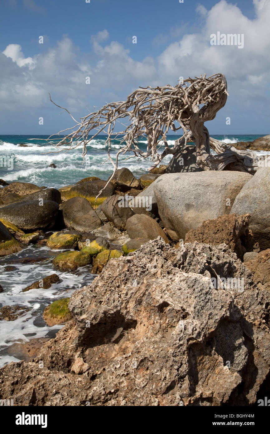Divi Divi tree Stock Photo - Alamy