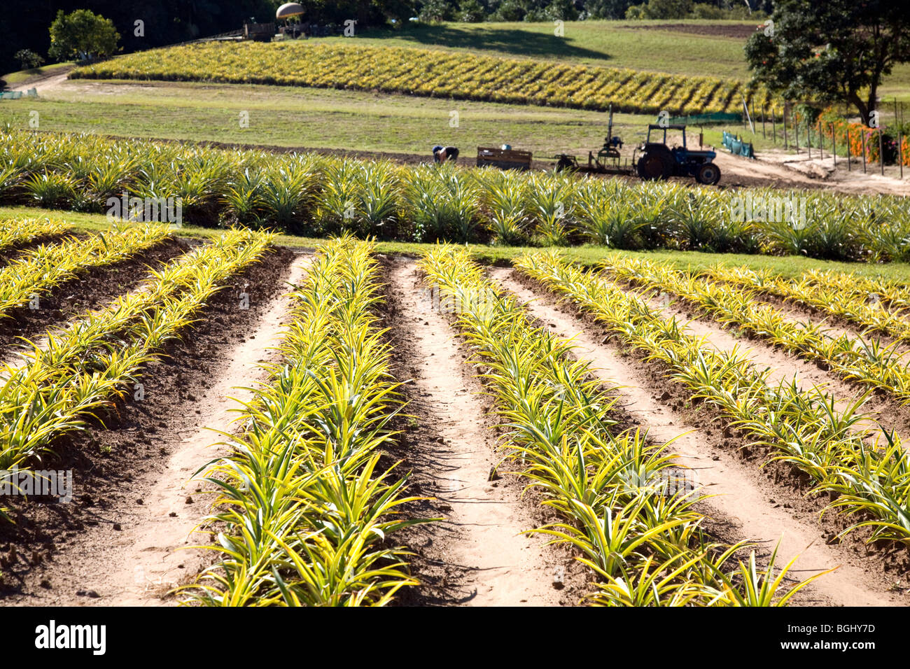Big pineapple hi-res stock photography and images - Alamy