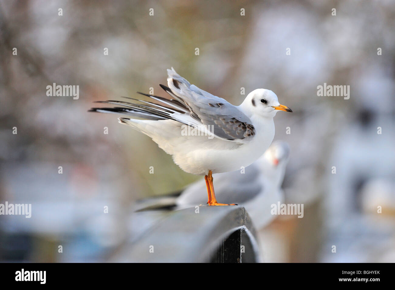 Beautiful grey bird juvenile hi-res stock photography and images - Alamy