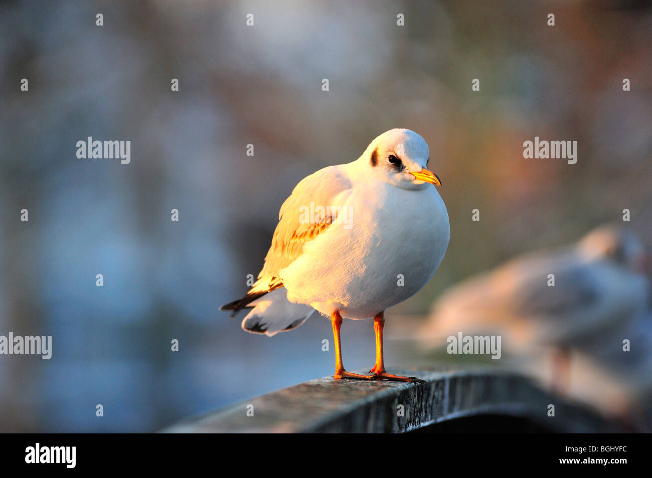 Juvenile young bird hi-res stock photography and images - Alamy