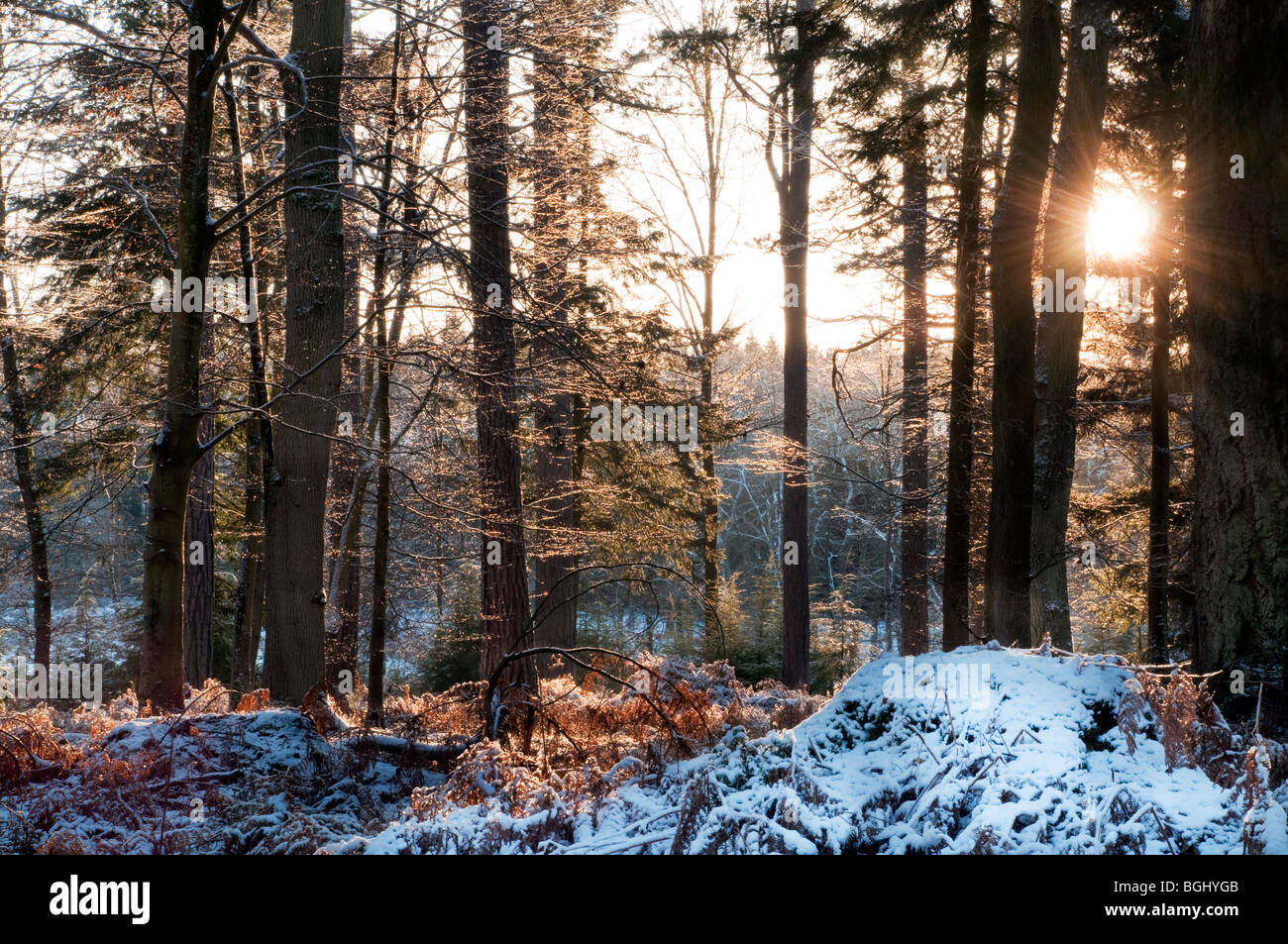 New forest winter hi-res stock photography and images - Alamy
