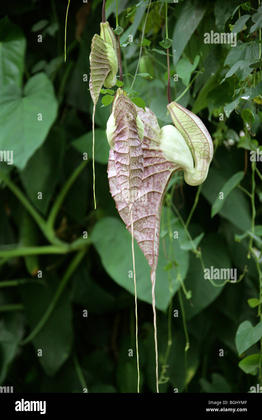 Pelican Flower, Aristolochia grandiflora, Aristolochiaceae, Central ...