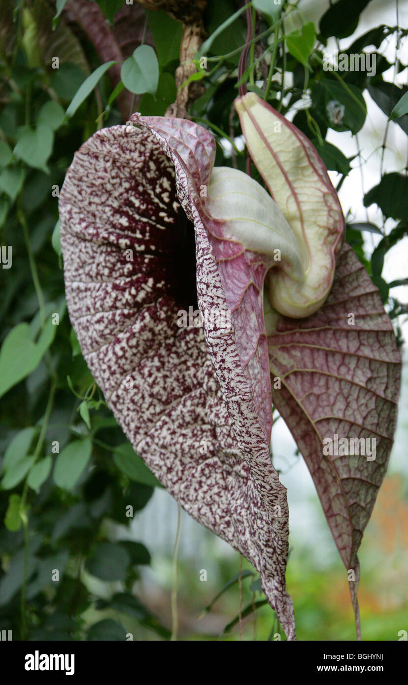 Pelican Flower, Aristolochia grandiflora, Aristolochiaceae, Central ...